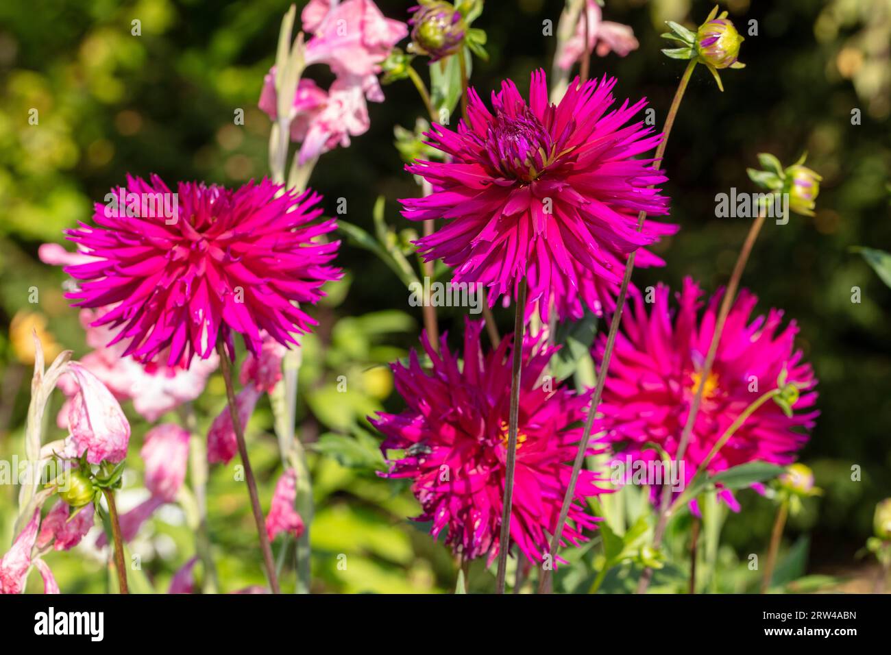 Ballego hi-res stock photography and images - Alamy