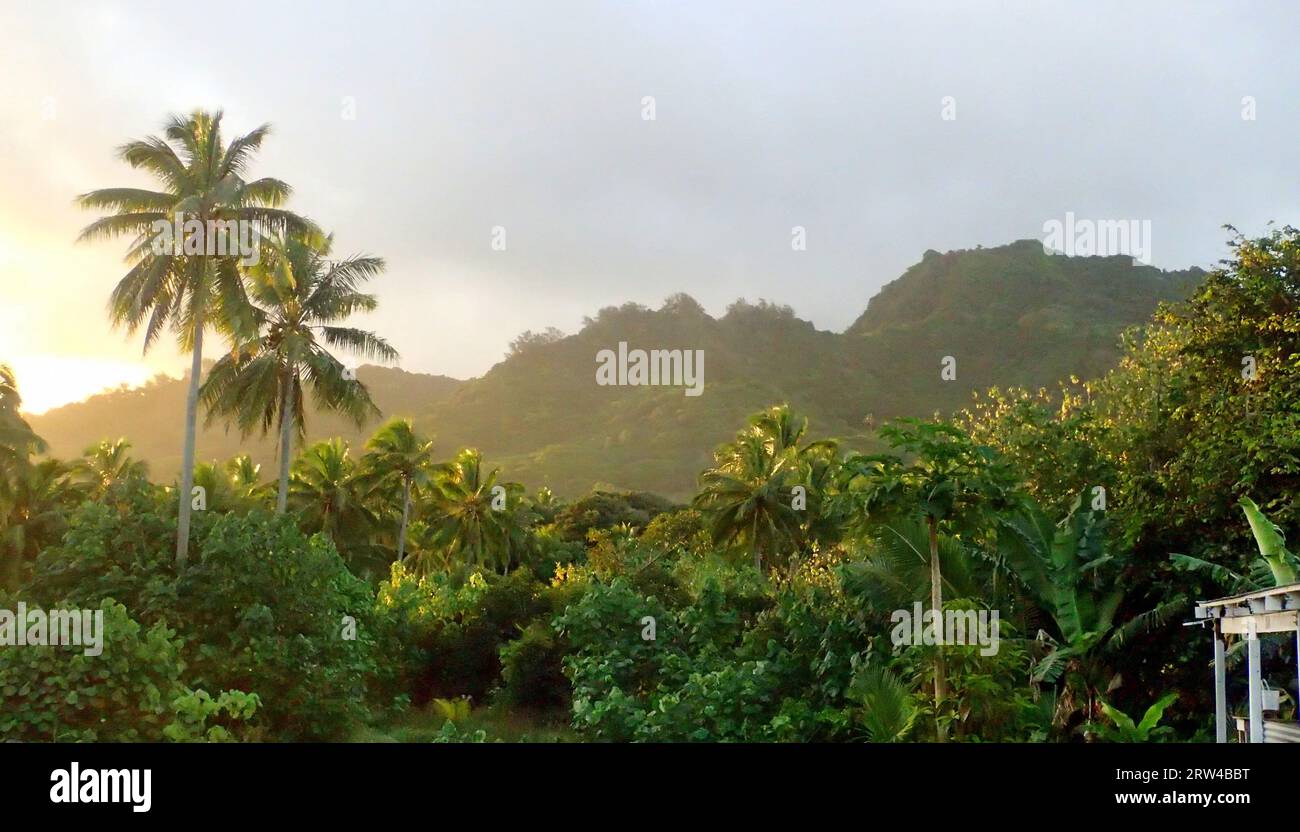 A grove of side lit coconut palms in low sun beside a shack, looking ...