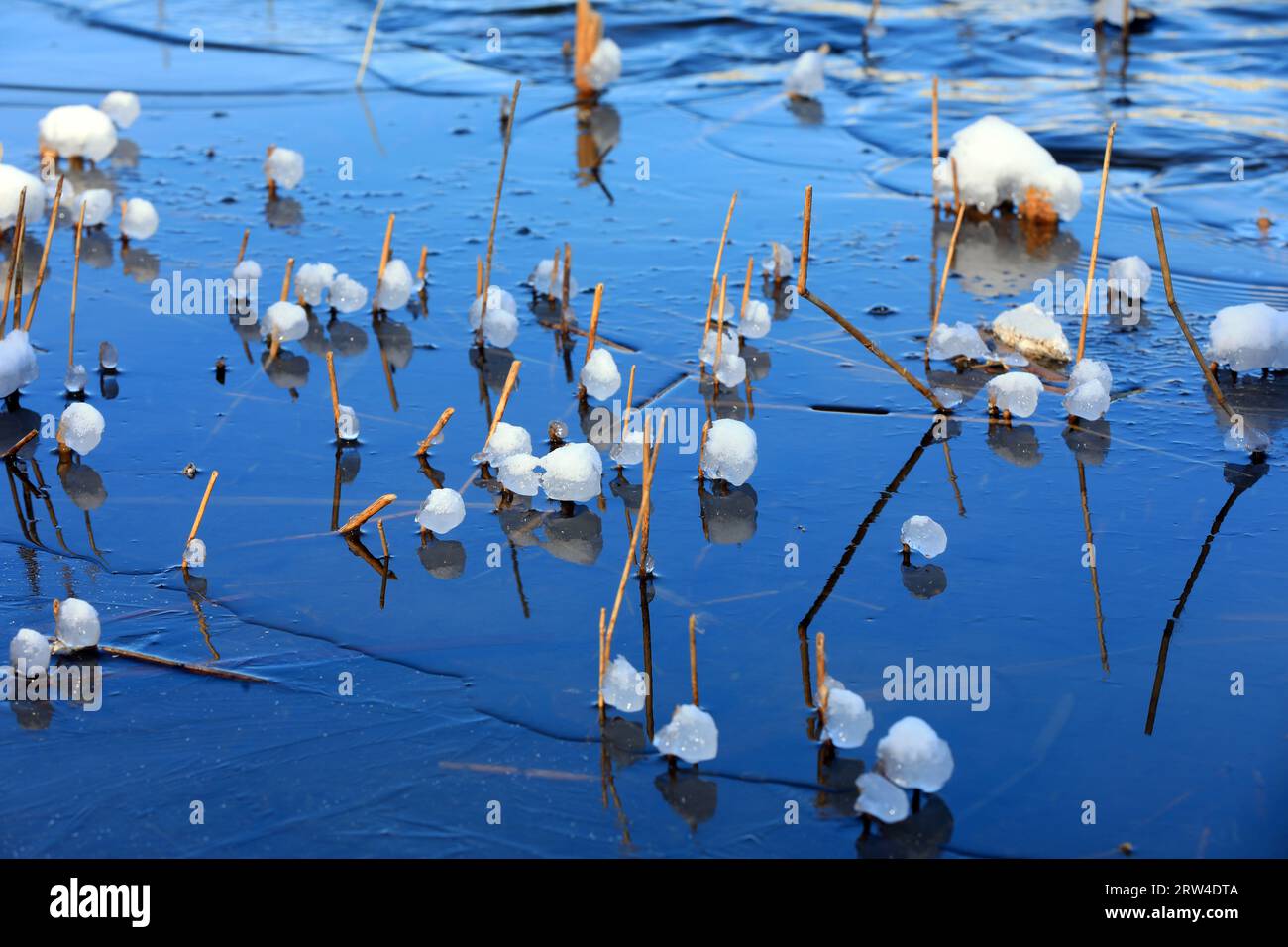 Ice sticks to reeds in a glacier, North China Stock Photo - Alamy
