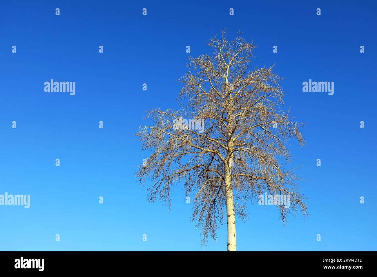 Poplar trees china hi-res stock photography and images - Alamy