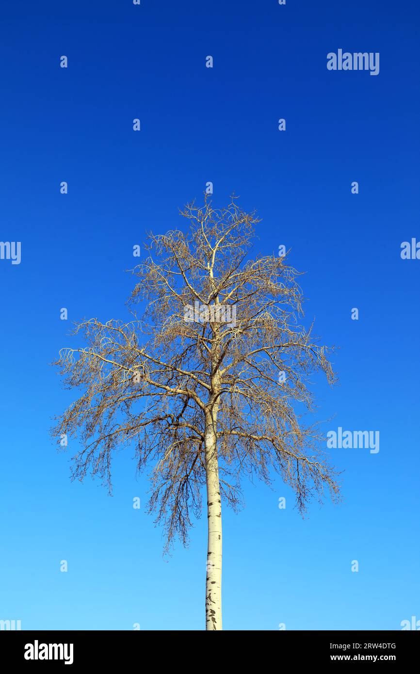 Poplar trees china hi-res stock photography and images - Alamy