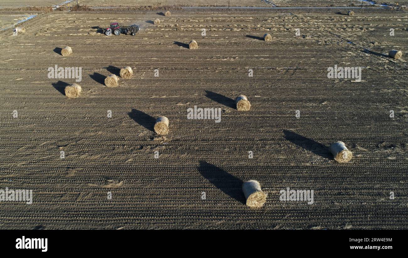 Farmers use agricultural machinery to compress rice straw and bundle ...