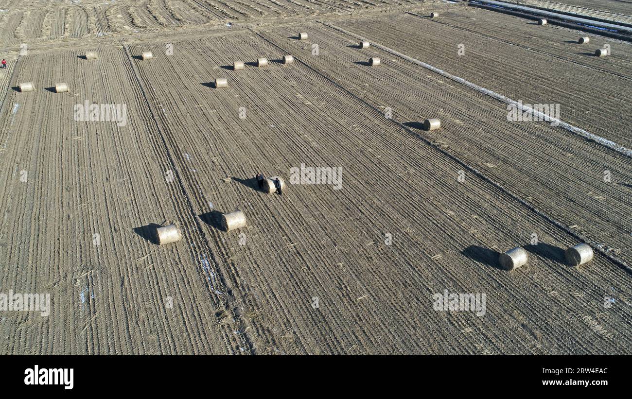 Farmers use agricultural machinery to compress rice straw and bundle ...