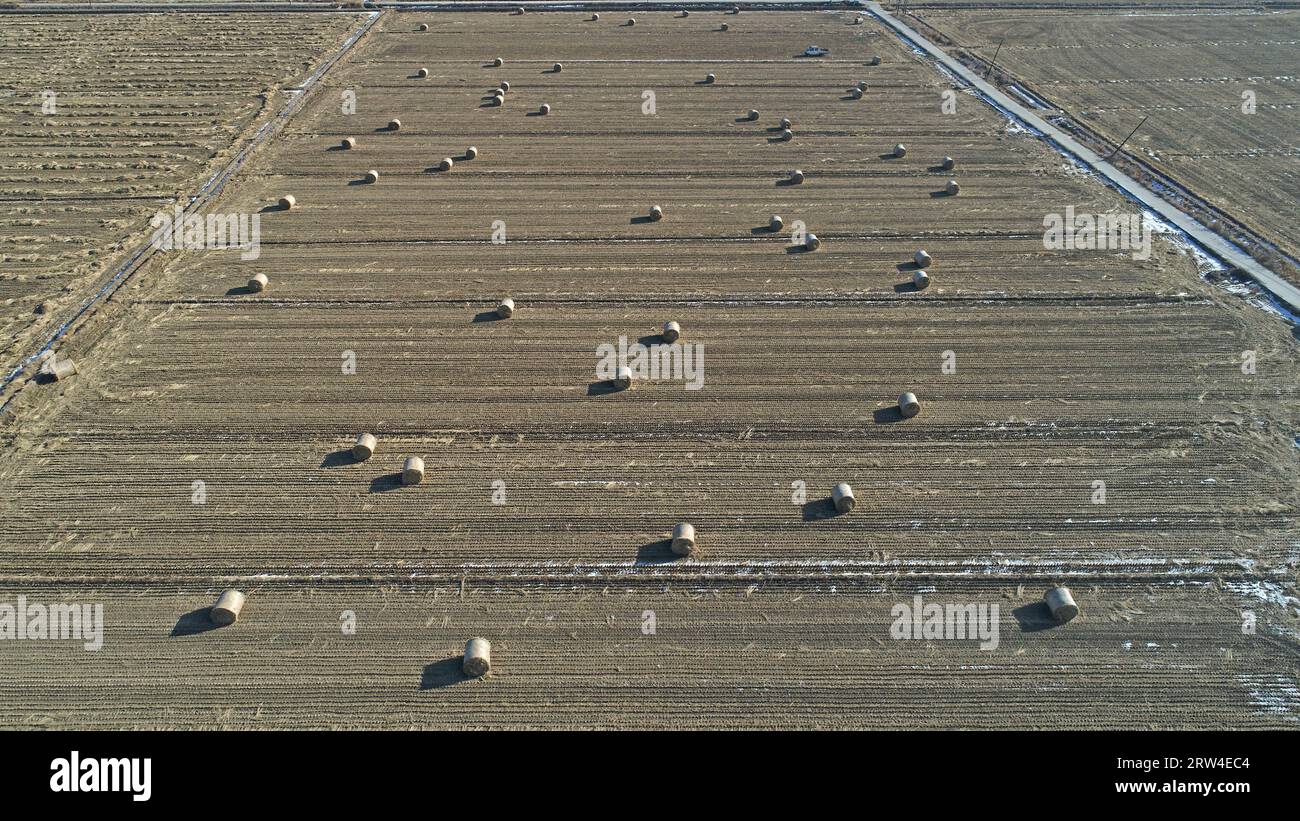 Farmers use agricultural machinery to compress rice straw and bundle ...