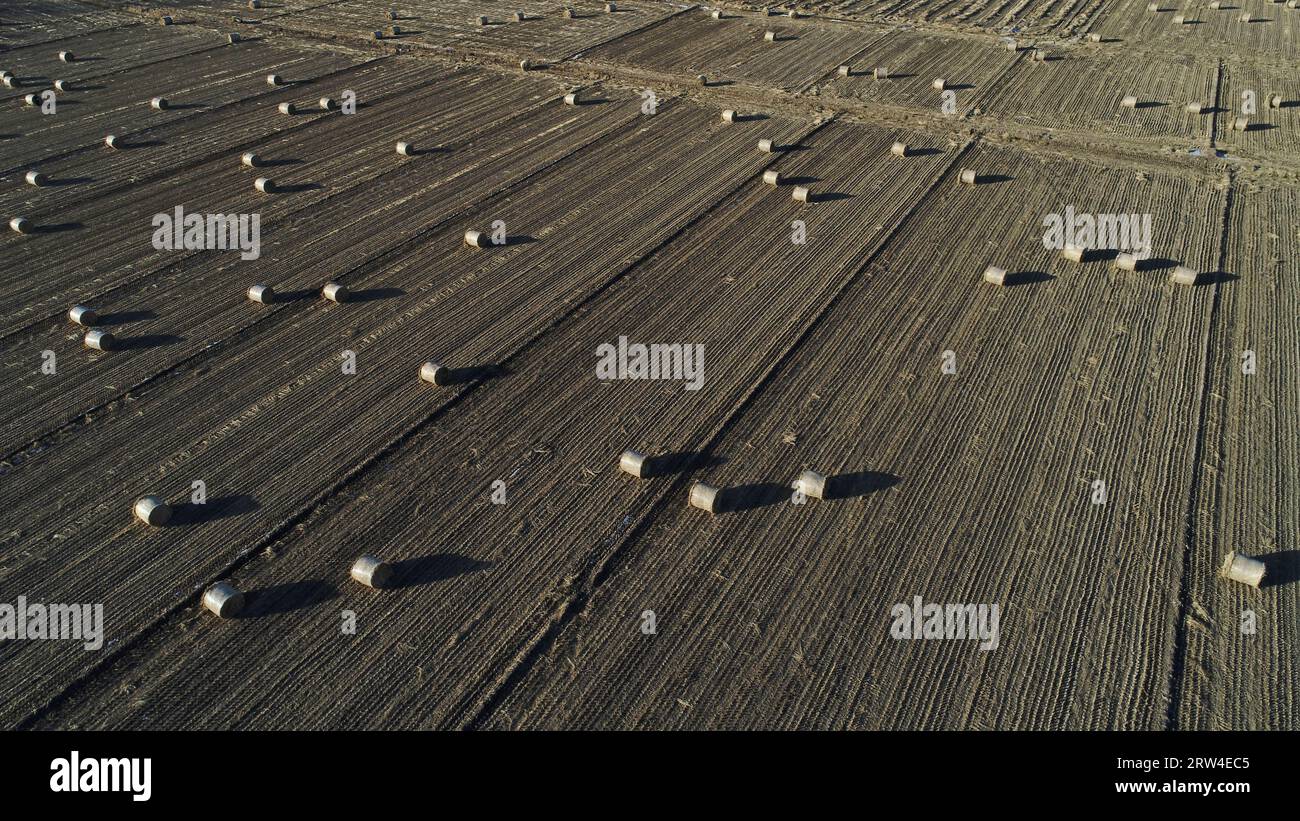 Farmers use agricultural machinery to compress rice straw and bundle ...