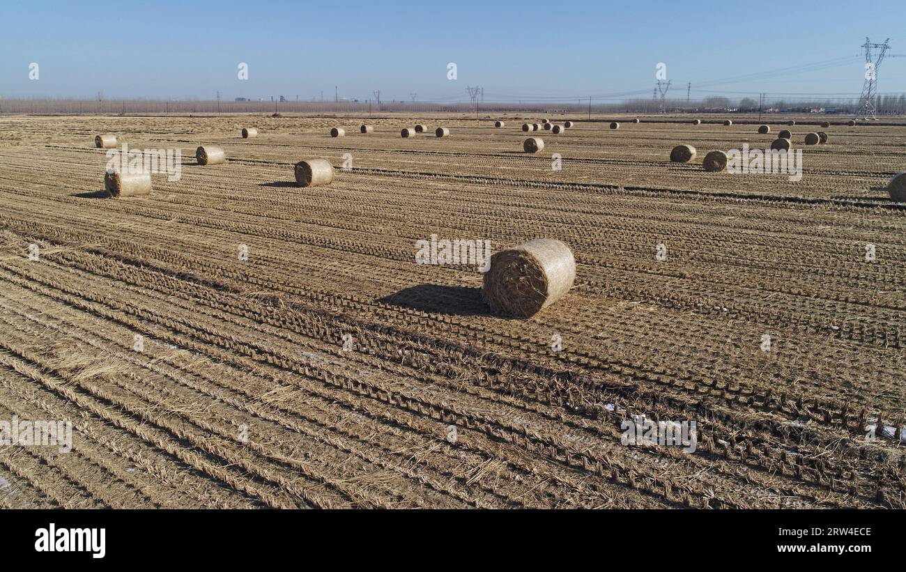 Farmers use agricultural machinery to compress rice straw and bundle ...