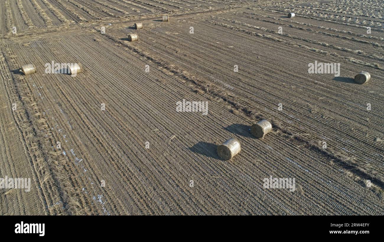 Farmers use agricultural machinery to compress rice straw and bundle ...