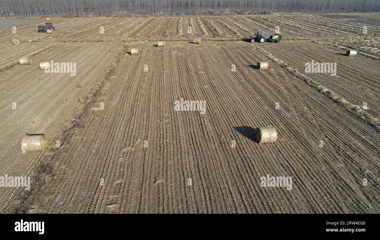 Farmers use agricultural machinery to compress rice straw and bundle ...