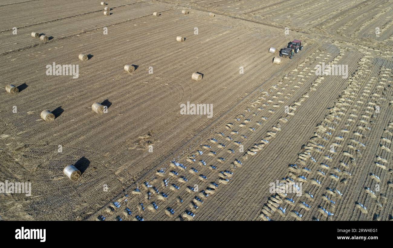 Farmers use agricultural machinery to compress rice straw and bundle ...