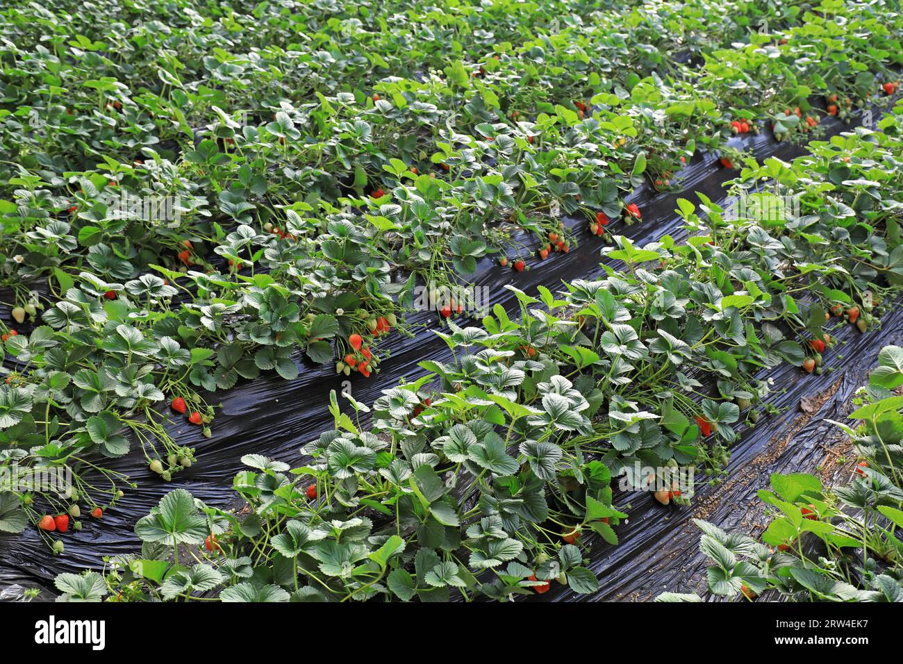 Ridge planting strawberry hi-res stock photography and images - Alamy