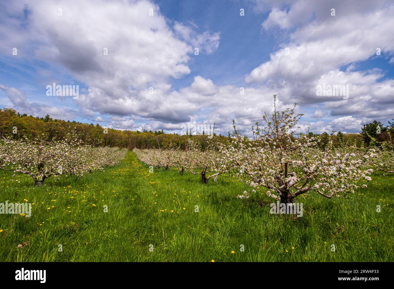 Community orchard project hi-res stock photography and images - Alamy