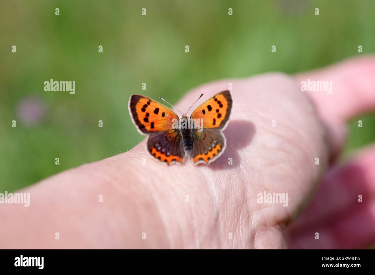 Close-up, butterfly, small copper (Lycaena phlaeas), wings, orange ...