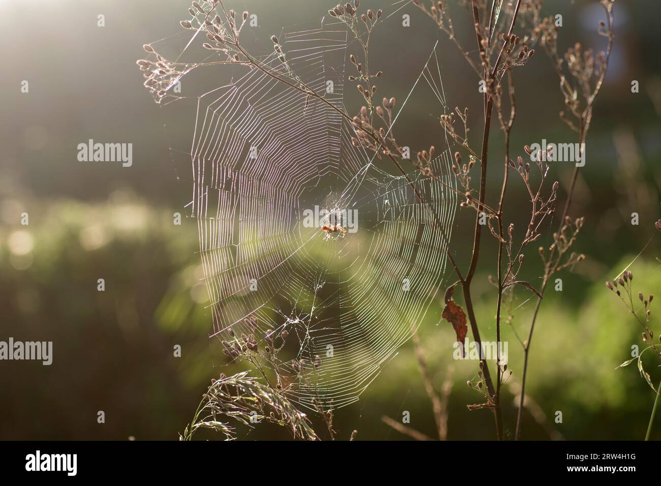 Spider web, cross spiders (Araneus), spider, animal, illuminated ...