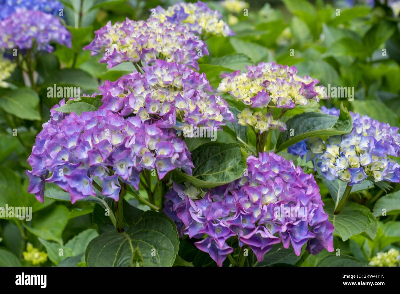Hydrangea bush, Netherlands Stock Photo - Alamy