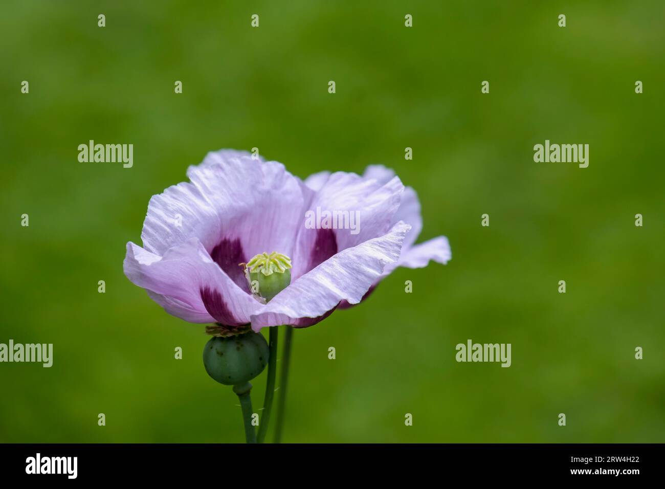 Purple poppy (Papaver), Netherlands Stock Photo - Alamy