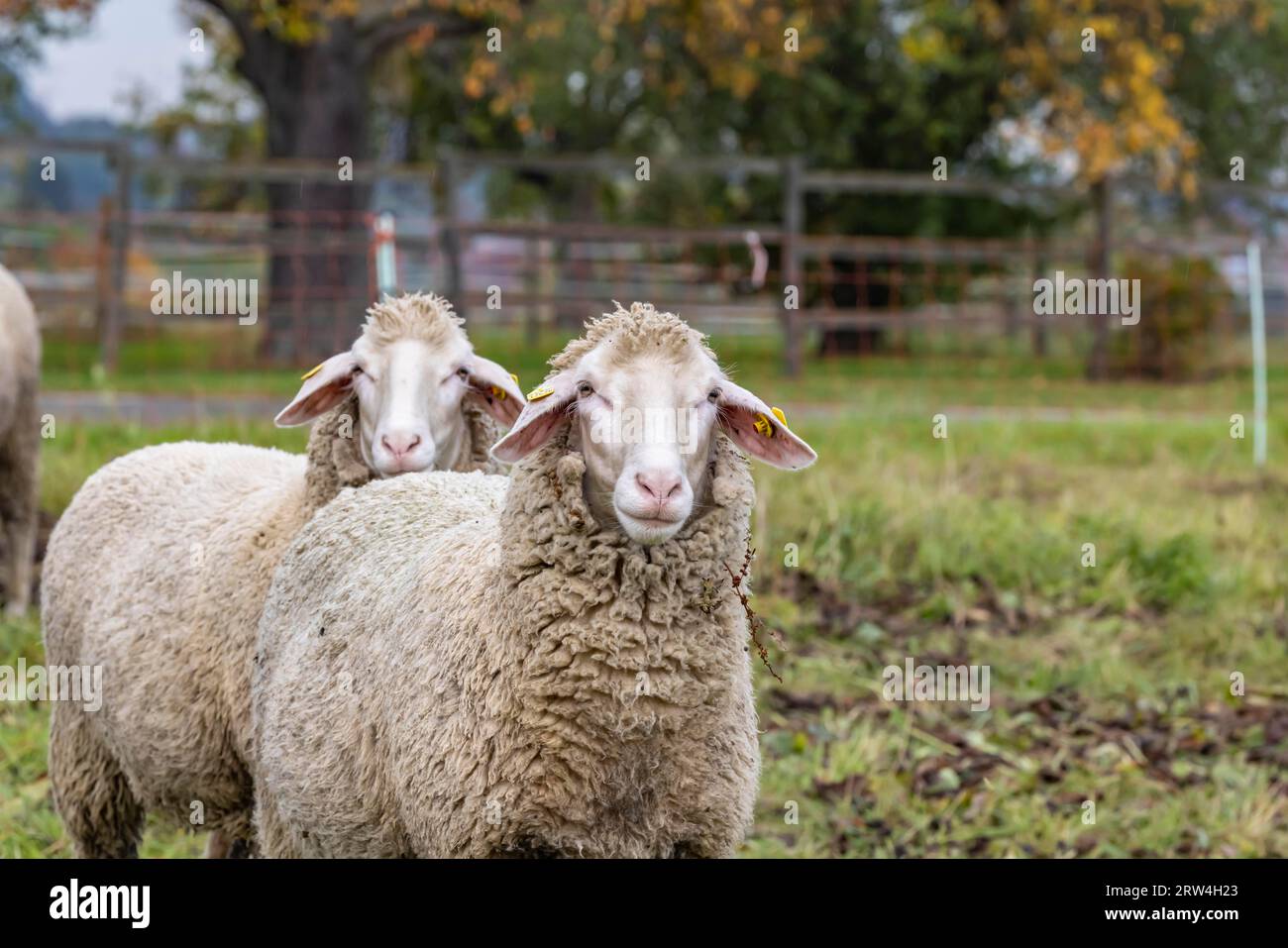 Merinoland sheep hi-res stock photography and images - Alamy