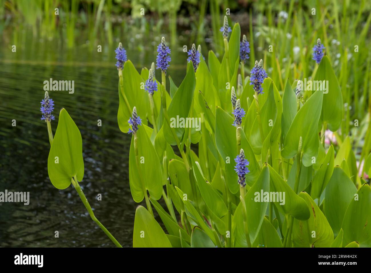 Pickerelweed (Pontederia cordata), Netherlands Stock Photo - Alamy