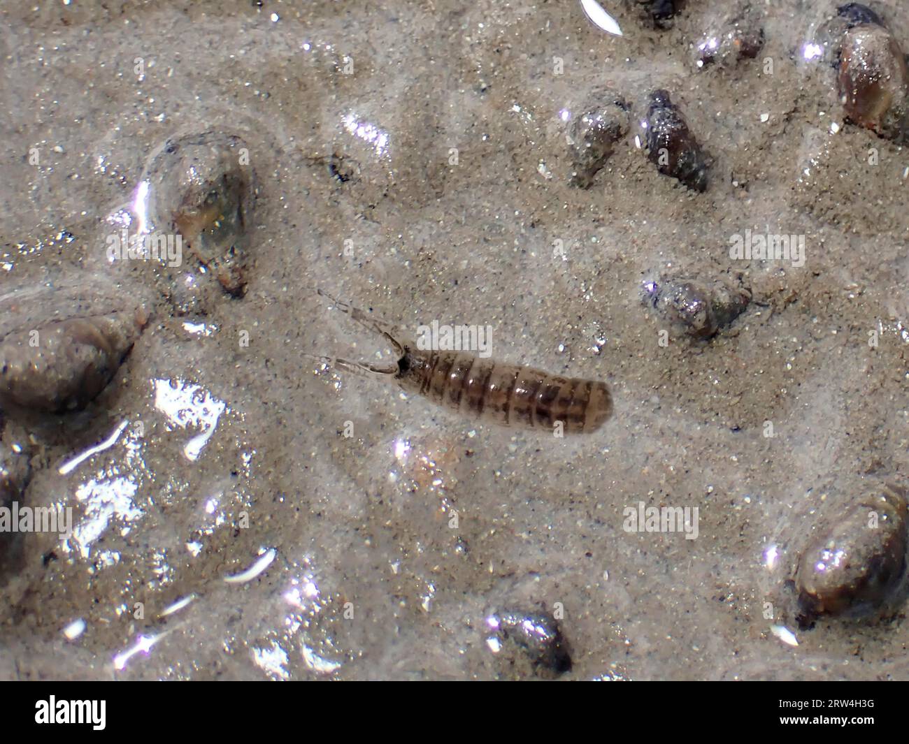 Mud crab (Corophium volutator), Wadden Sea, National Park, UNESCO World ...