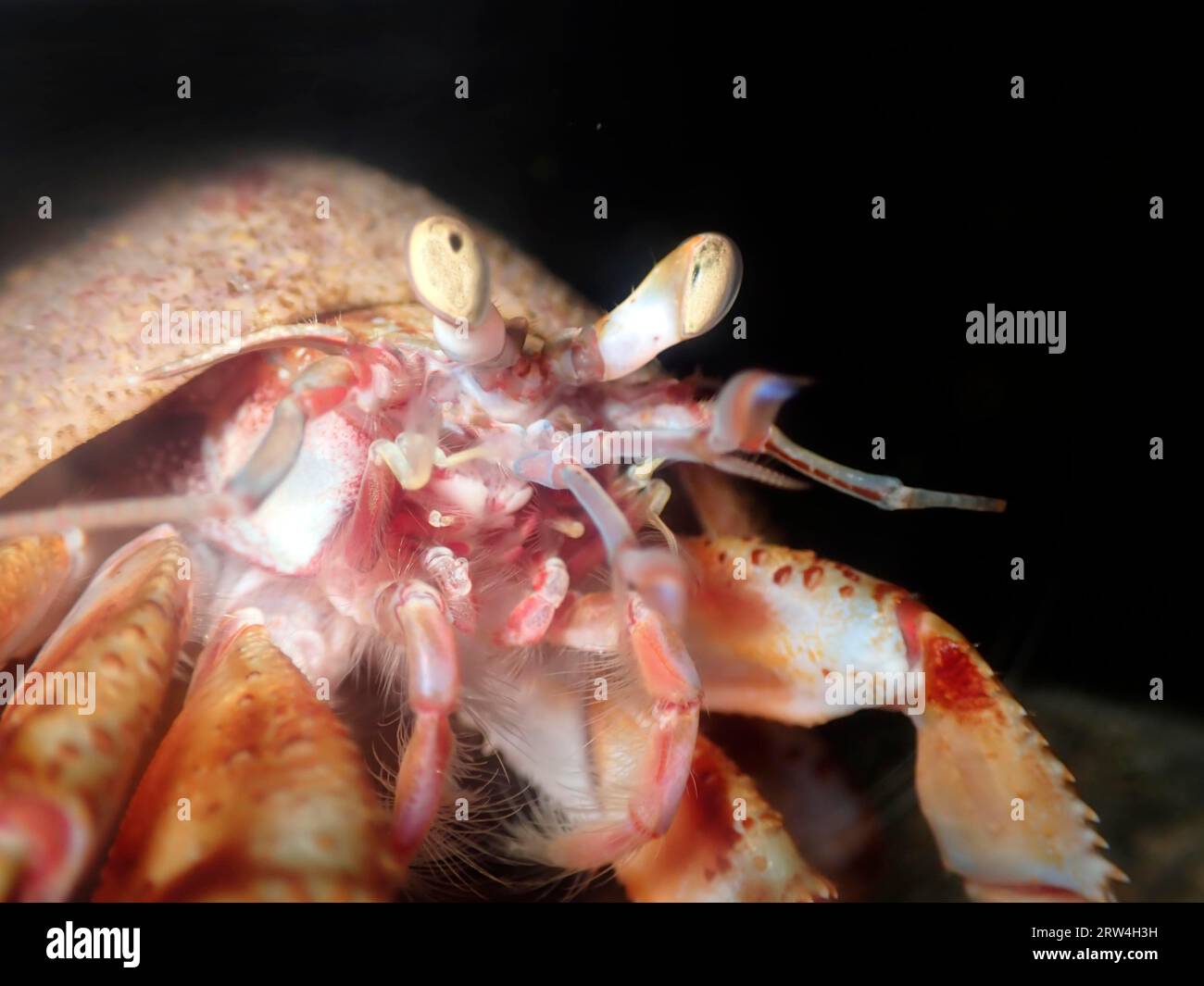 The common hermit crab (Pagurus bernhardus), portrait, macro, Wadden ...