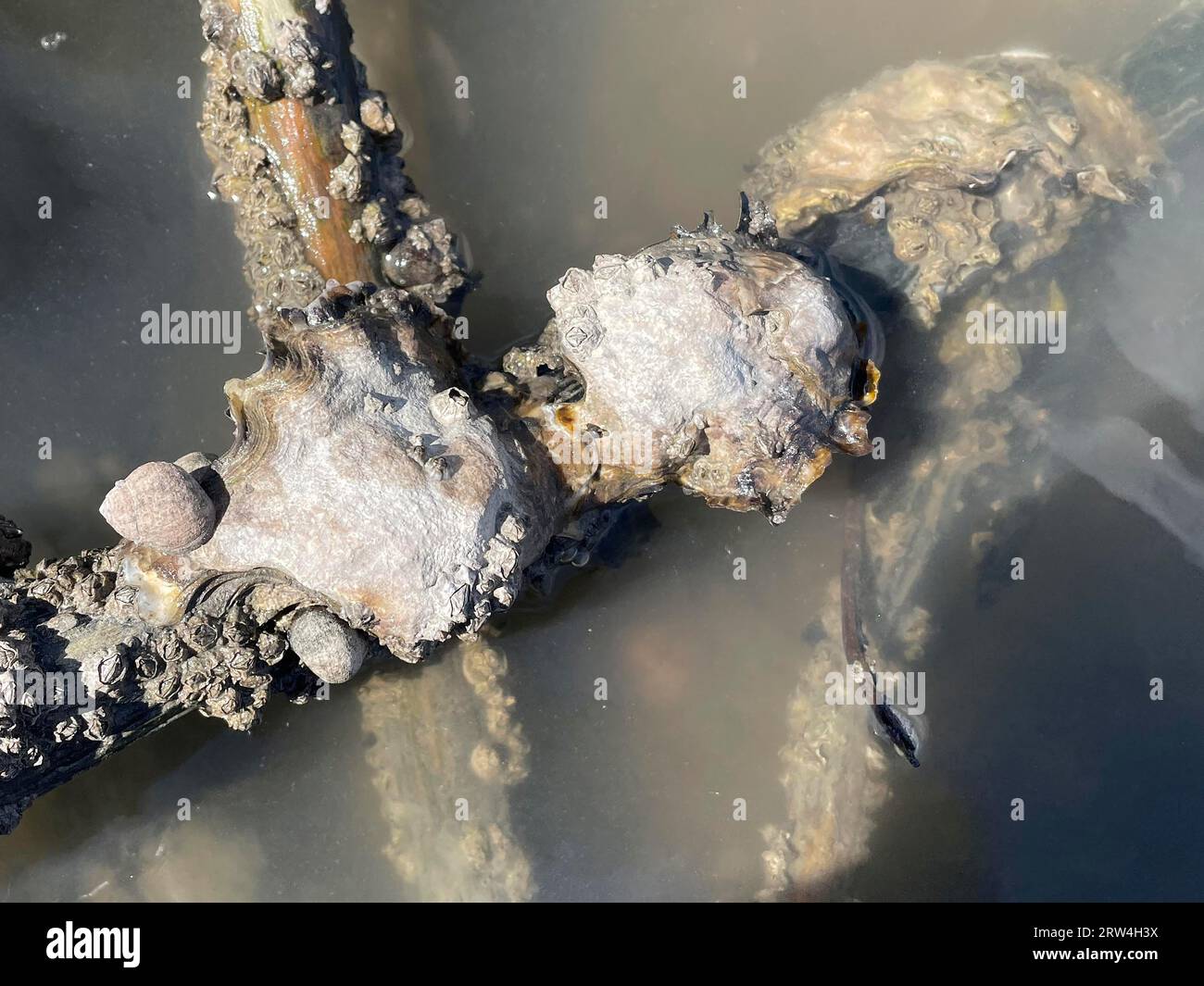 Pacific oyster hi-res stock photography and images - Alamy