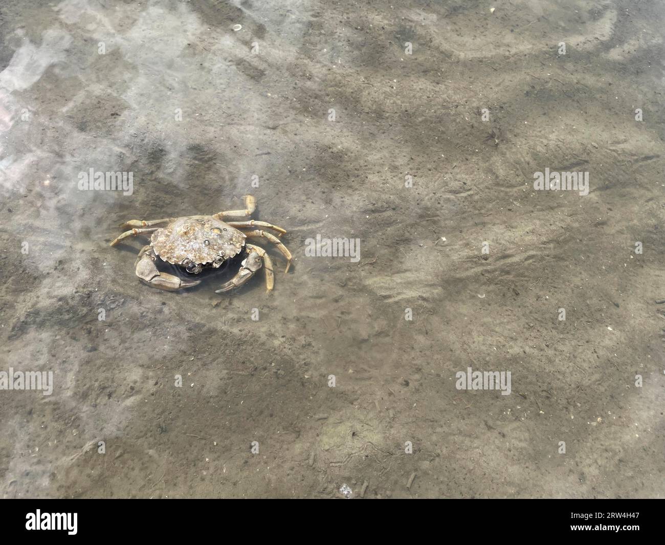 Common shore crab (Carcinus maenas), Wadden Sea, National Park, UNESCO ...