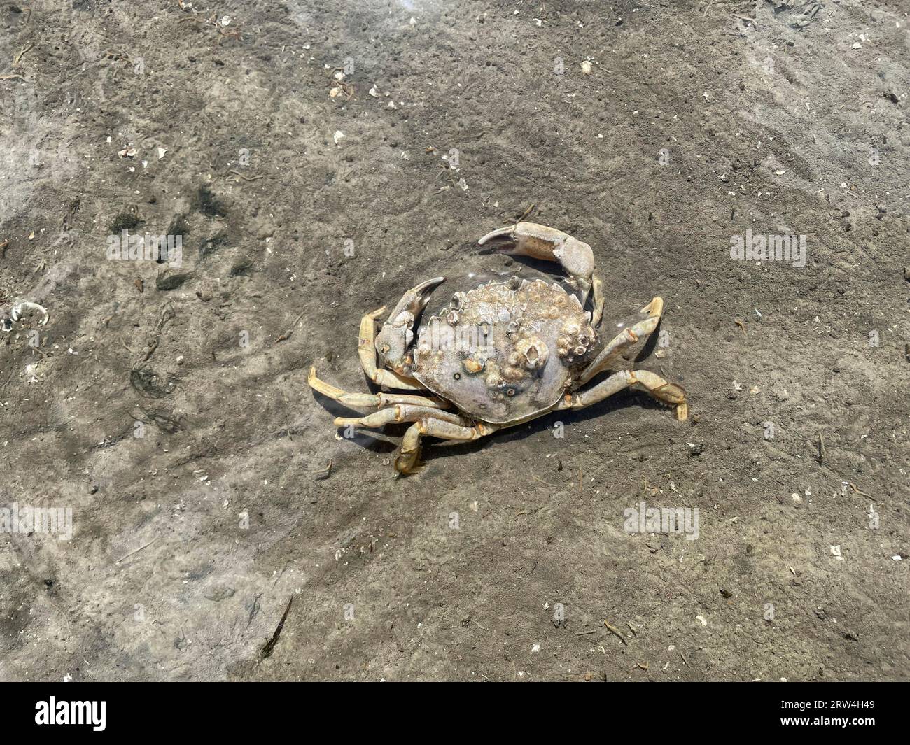 Common shore crab (Carcinus maenas), Wadden Sea, National Park, UNESCO ...