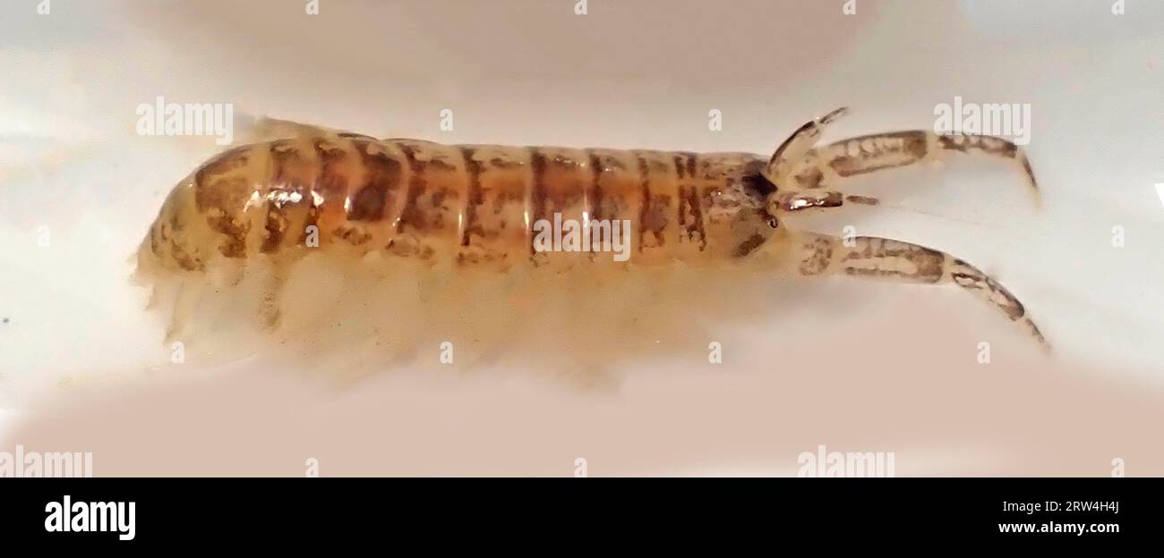 Mud crab (Corophium volutator), Wadden Sea, National Park, UNESCO World ...