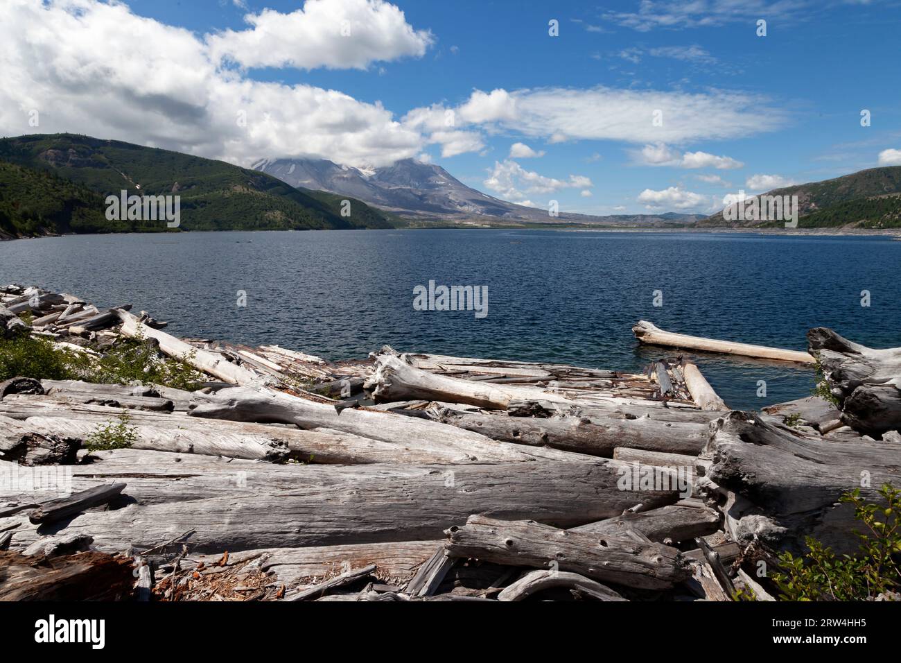 Trees felled by the 1980 eruption of Mt. St. Helens line the bank and ...