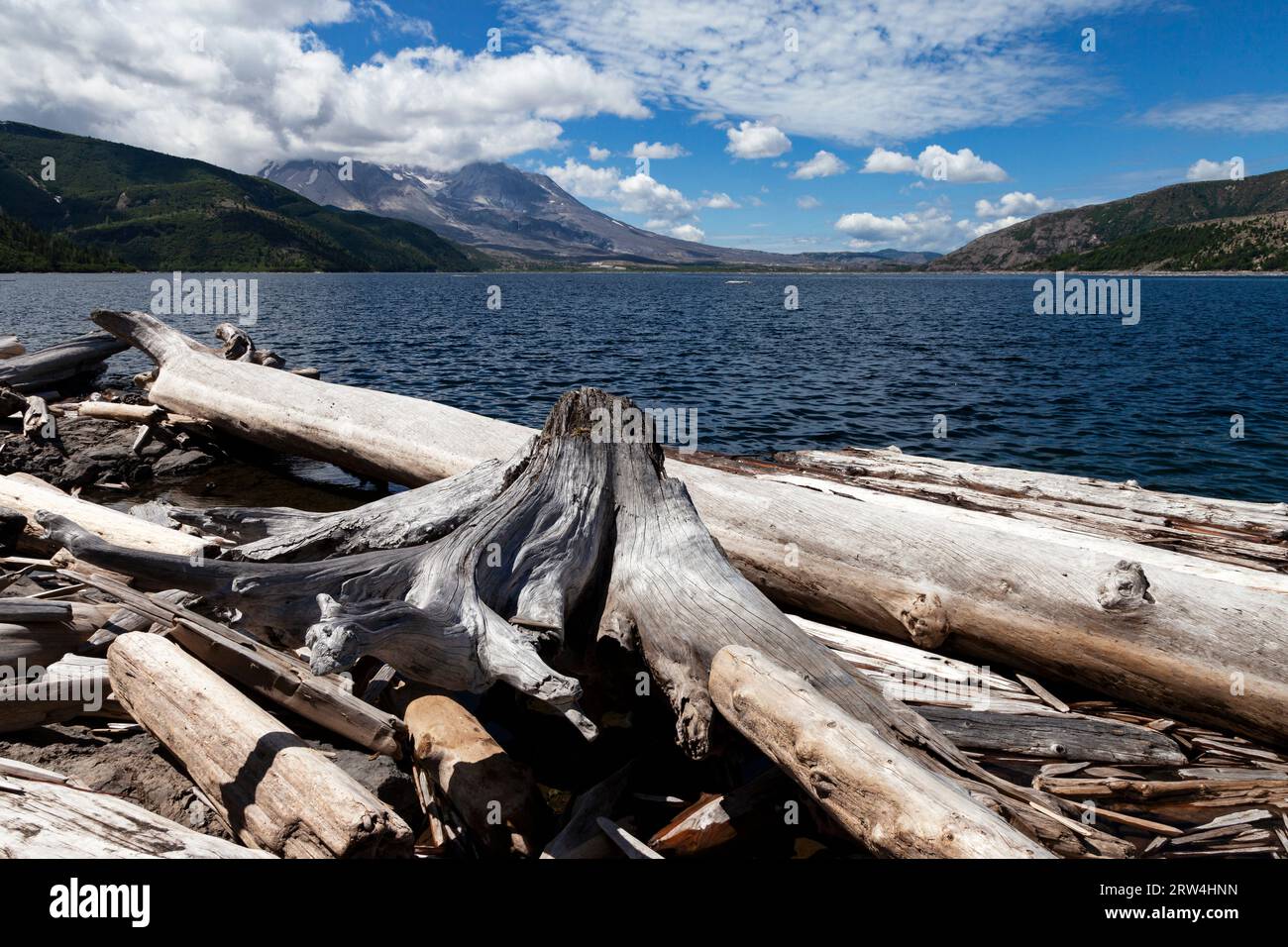 Trees felled by the 1980 eruption of Mt. St. Helens line the bank and ...