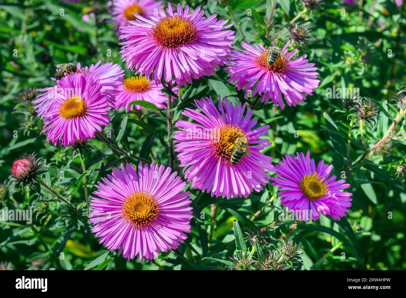 New england asters (Symphyotrichum novae-angliae), with bees, Allgaeu ...