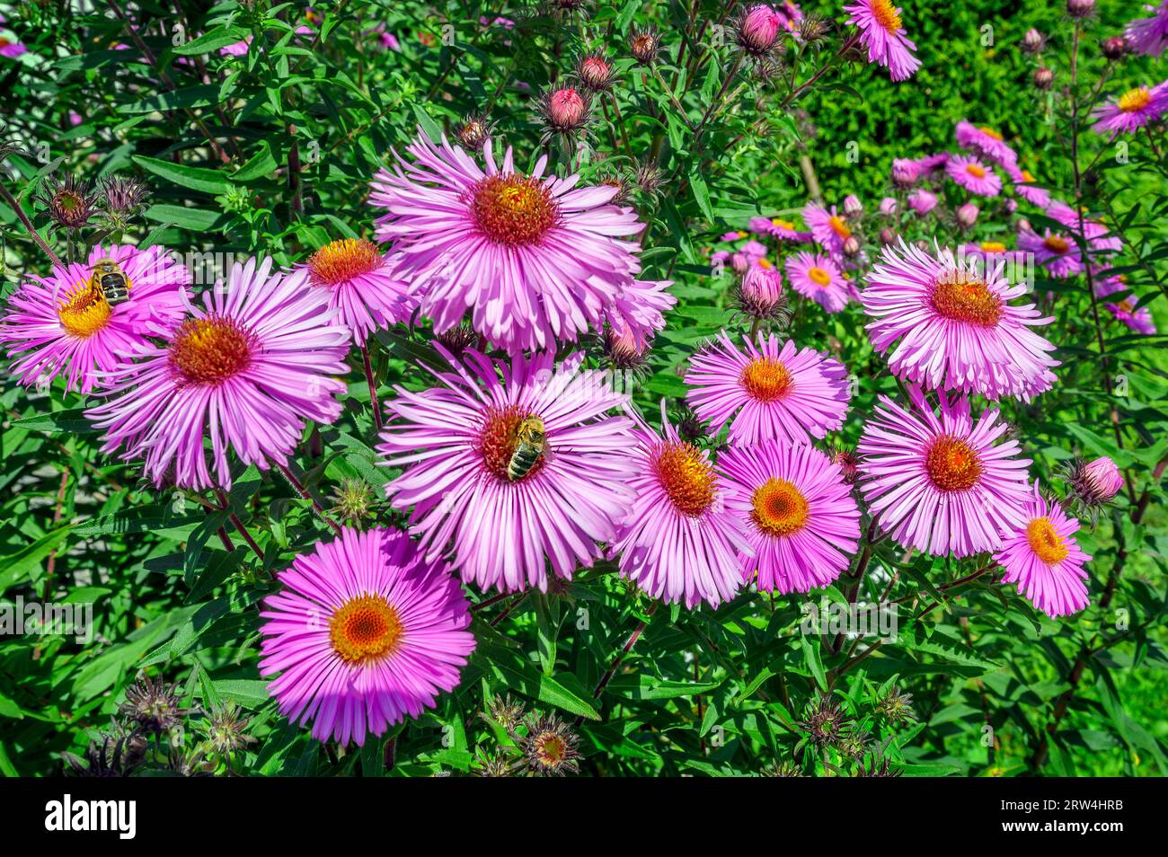 New england asters (Symphyotrichum novae-angliae), with bees, Allgaeu ...