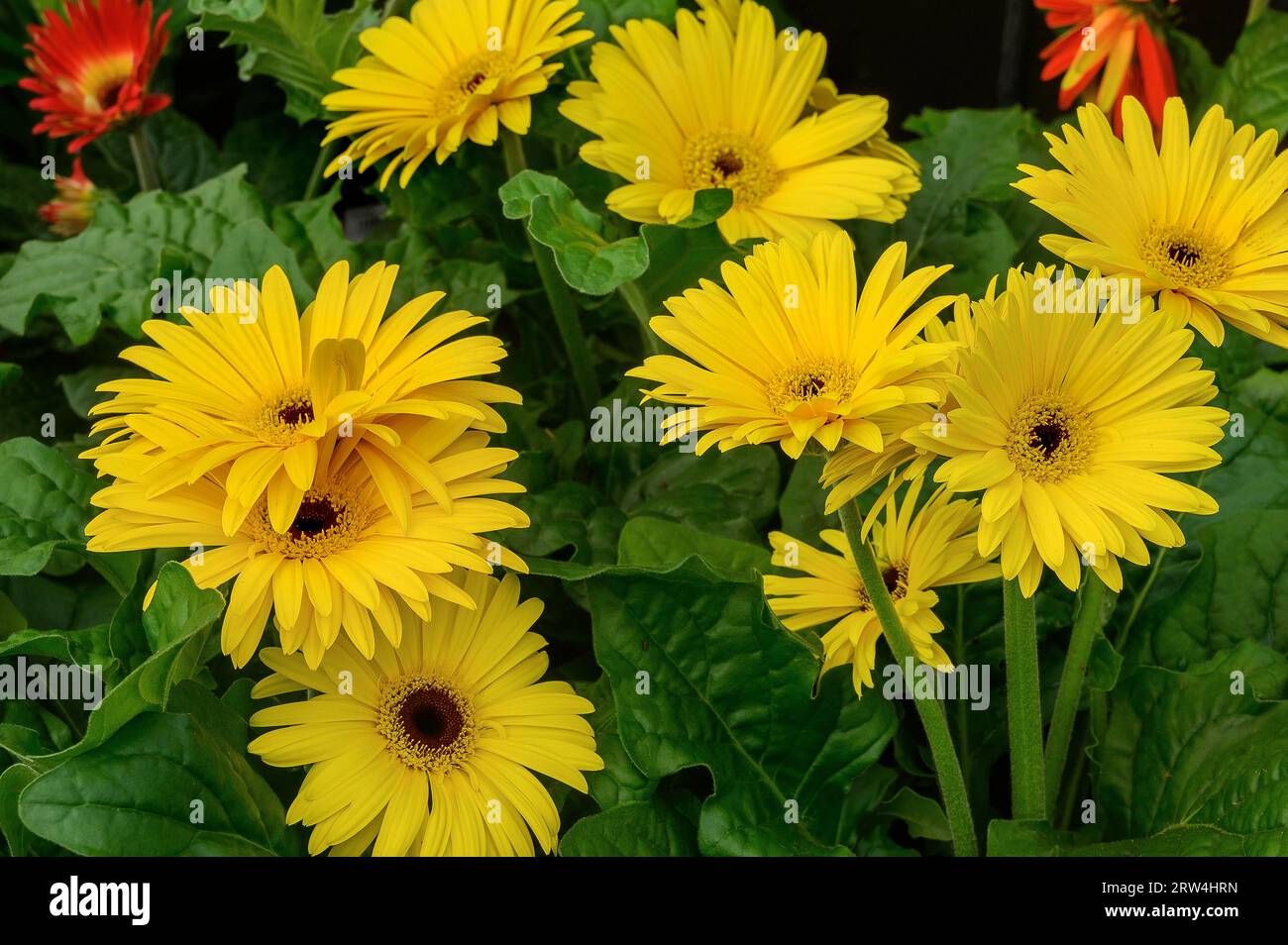Gerbera, daisy (Asteraceae) . in a garden centre, Allgaeu, Bavaria ...