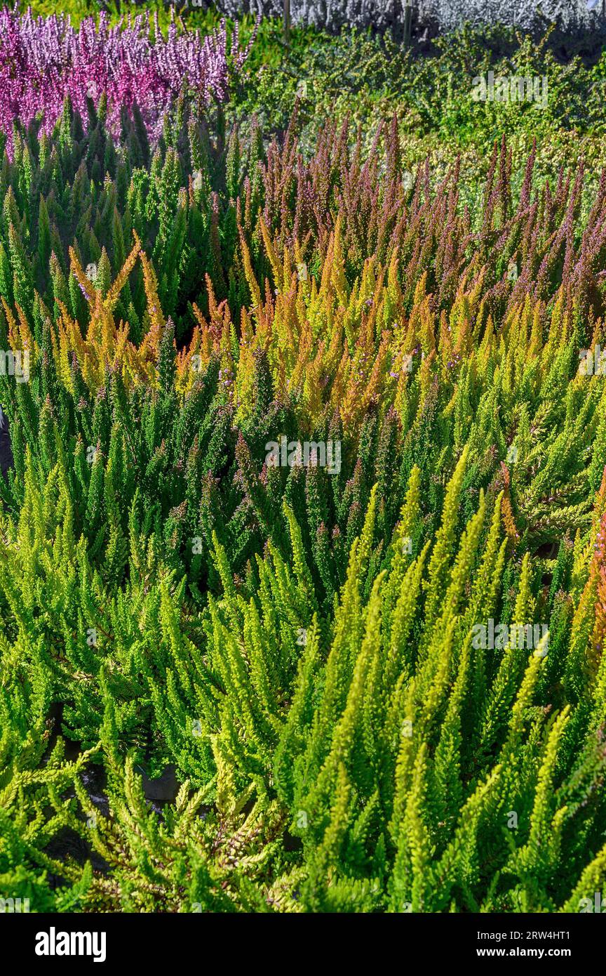 Heath family (Ericaceae) in a garden centre, Allgaeu, Bavaria, Germany ...