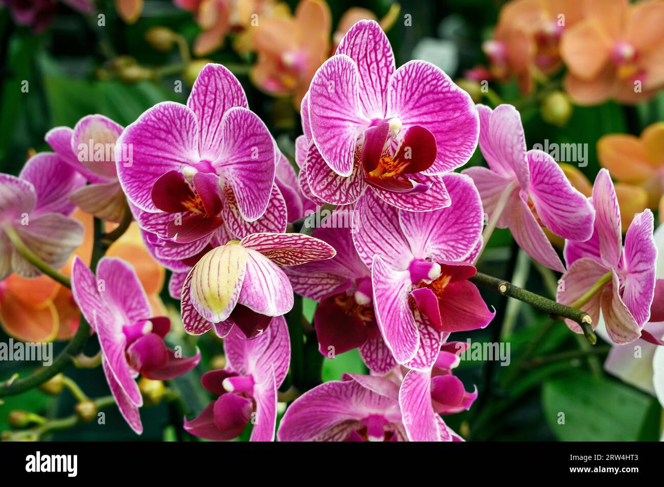 Garden center orchids hi-res stock photography and images - Alamy