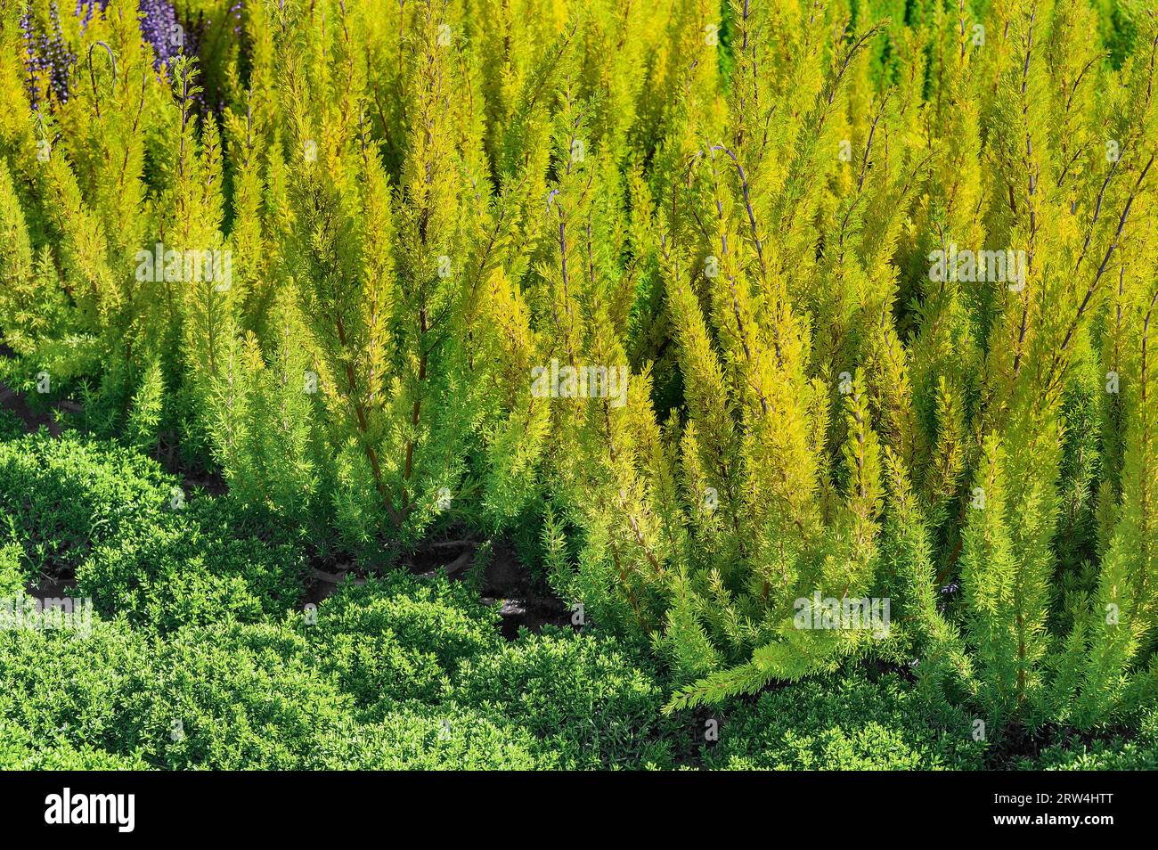 Shrub veronica and tree heath in a garden centre, Allgaeu, Bavaria ...