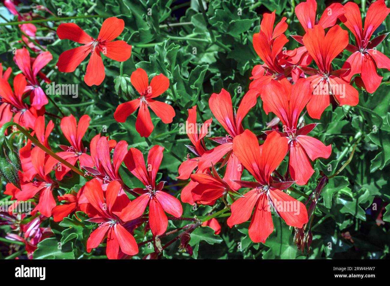 Pelargonium peltatum hi-res stock photography and images - Alamy