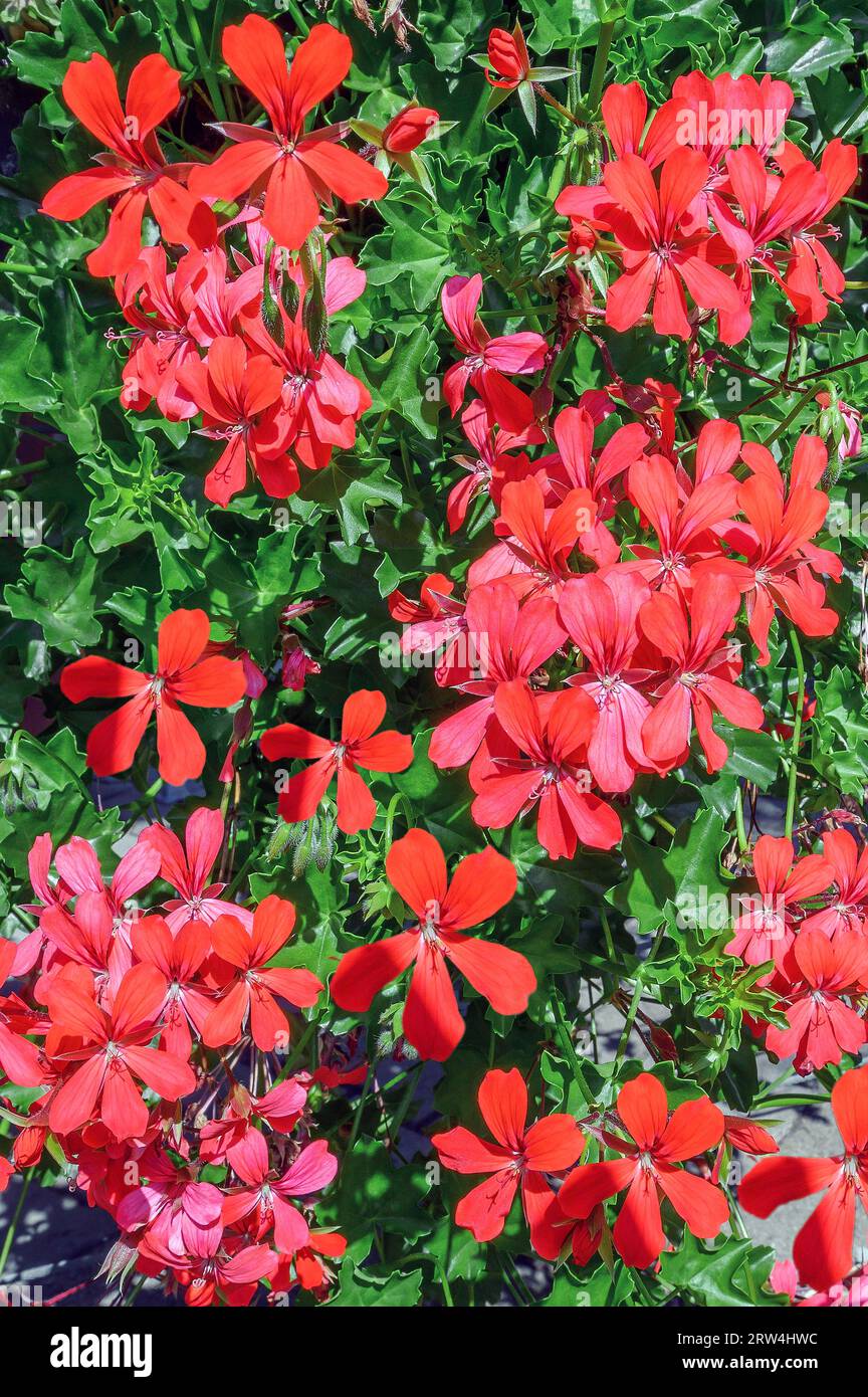 Pelargonium peltatum hi-res stock photography and images - Alamy