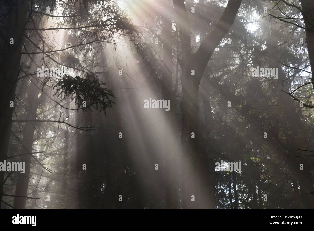 Sunbeams in a forest after rain, sunbeam in a forest after rain Stock ...