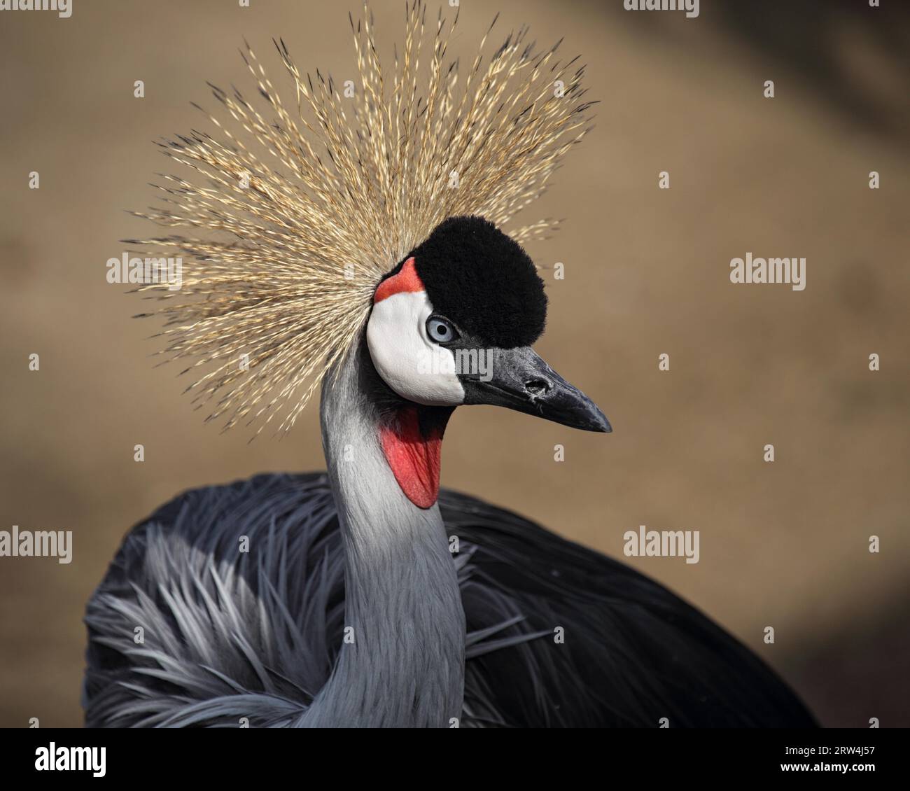Portrait of a gray crowned-crane (Balearica regulorum) in South Africa ...