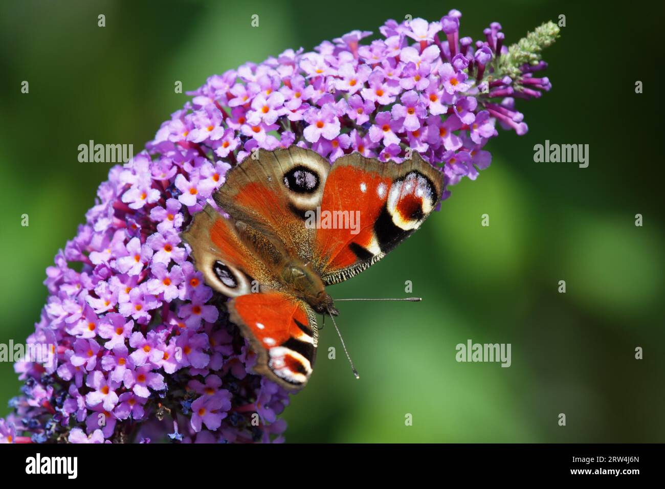European peacock sitting on a summer lilac flower. Peacock butterfly ...