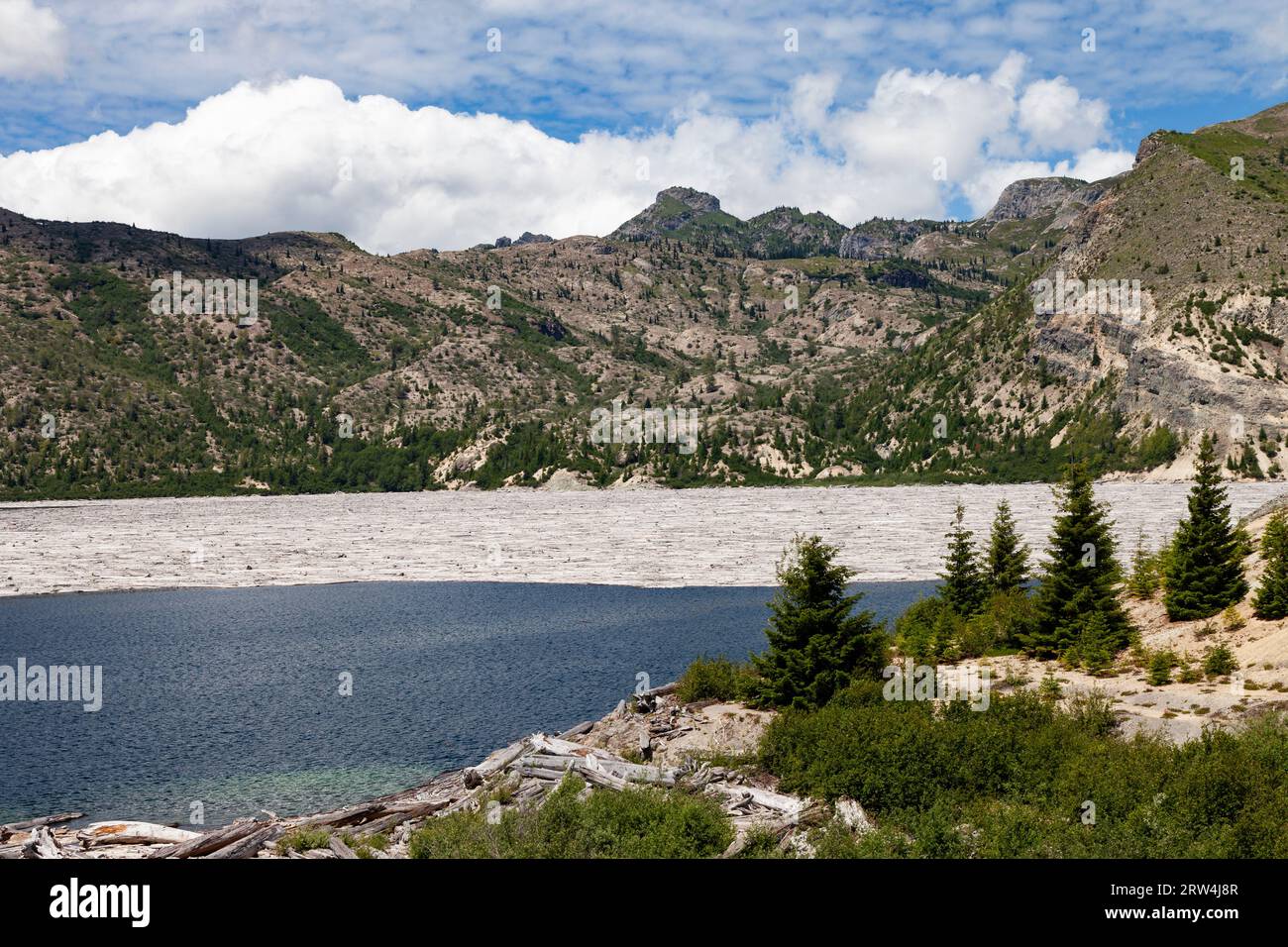 Trees felled by the 1980 eruption of Mt. St. Helens line the bank and ...