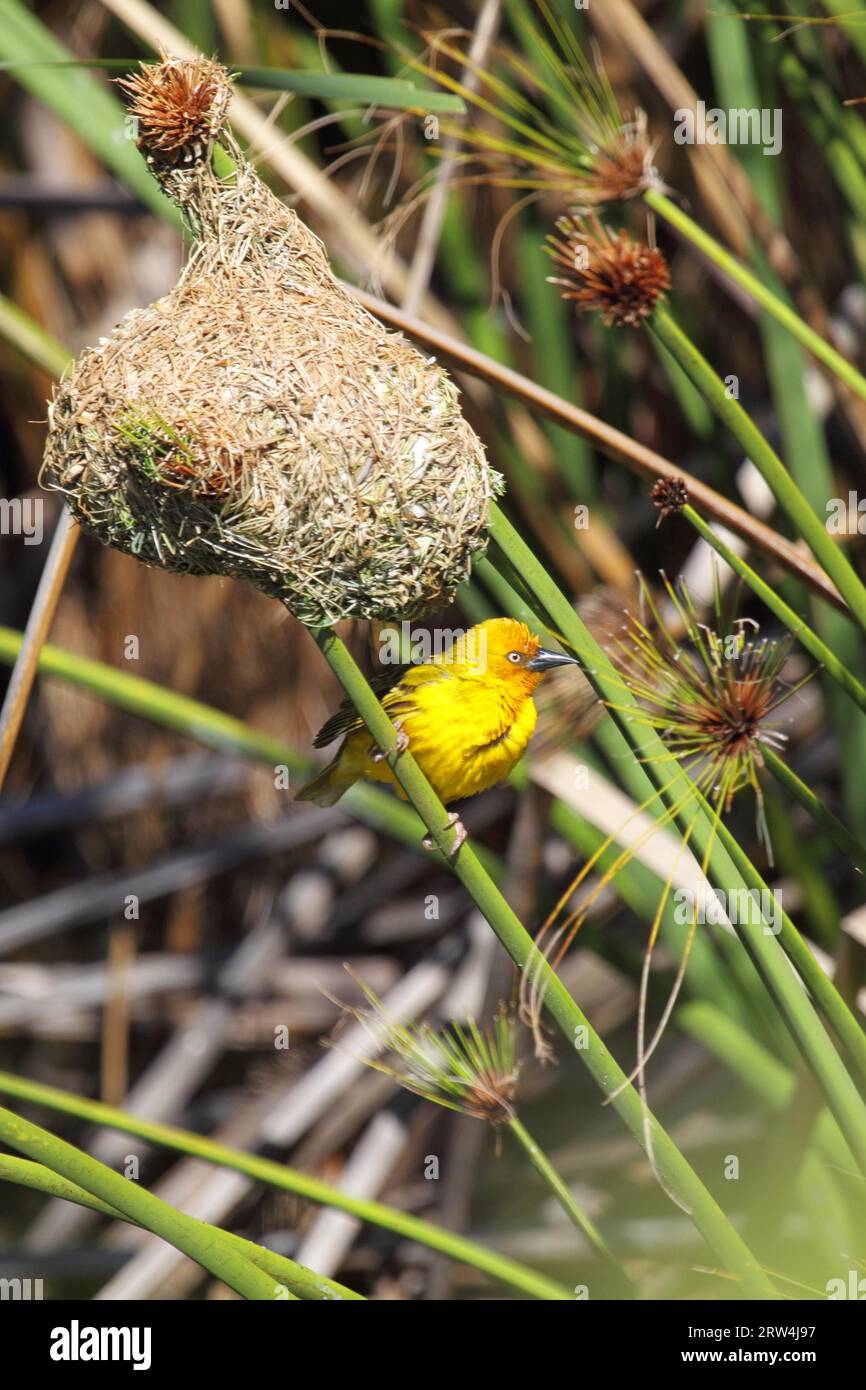 Cape weaver (Ploceus capensis) building a nest in South Africa. Cape ...