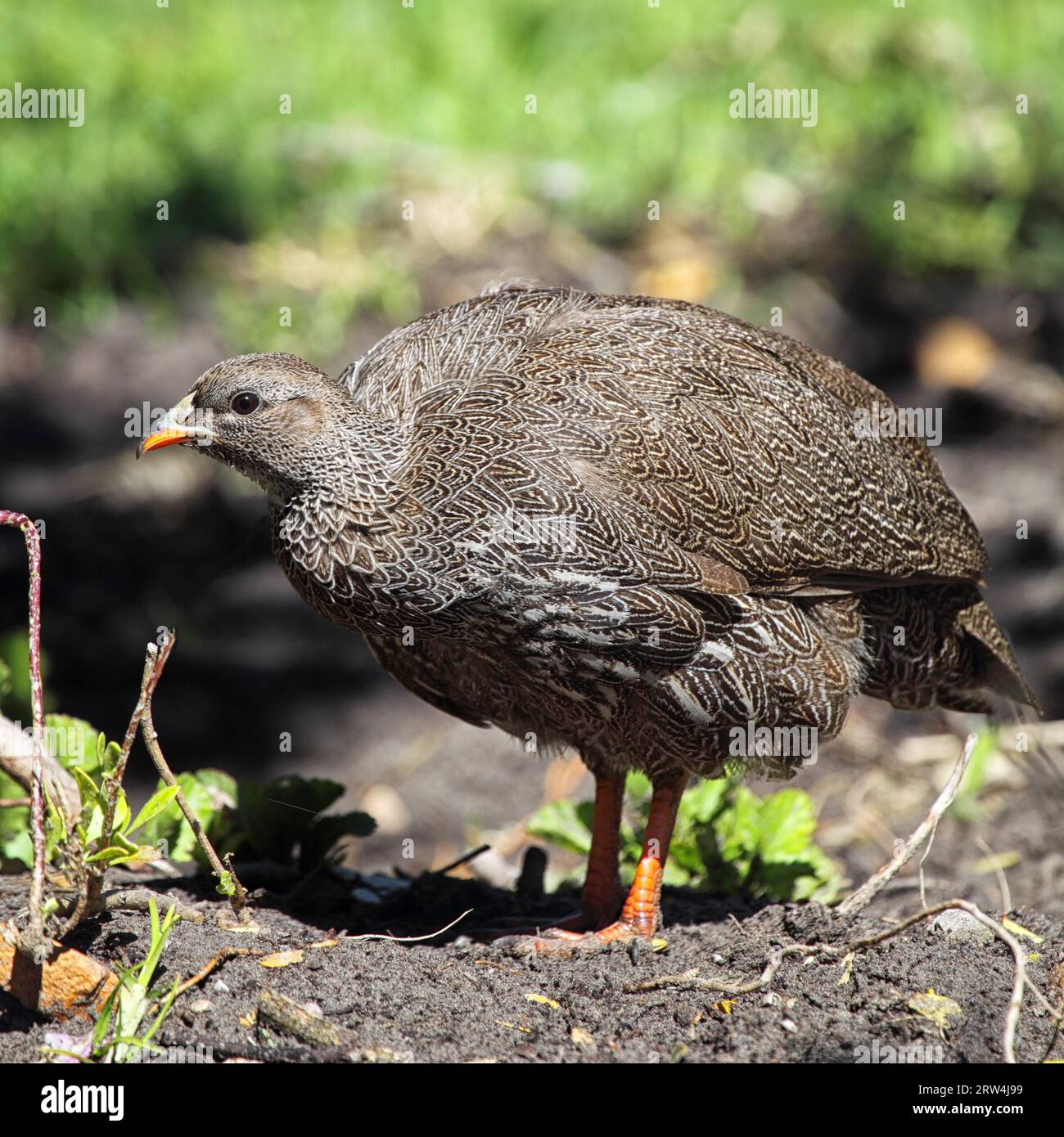 Cape spurfowl sitting on the ground in South Africa. Cape Francolin ...