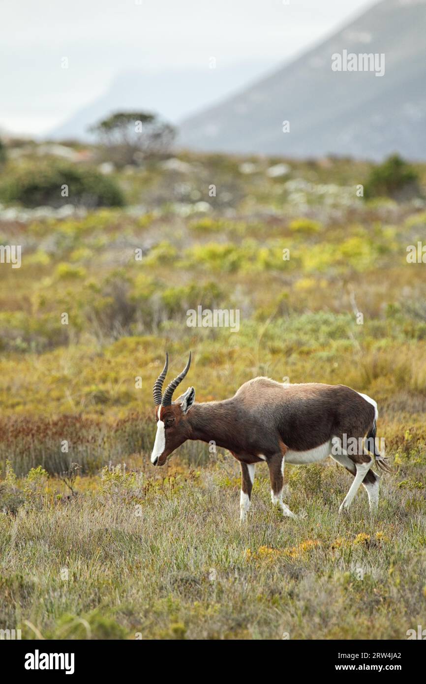 Bontebok (Damaliscus pygargus) in Table Mountain National Park on the ...
