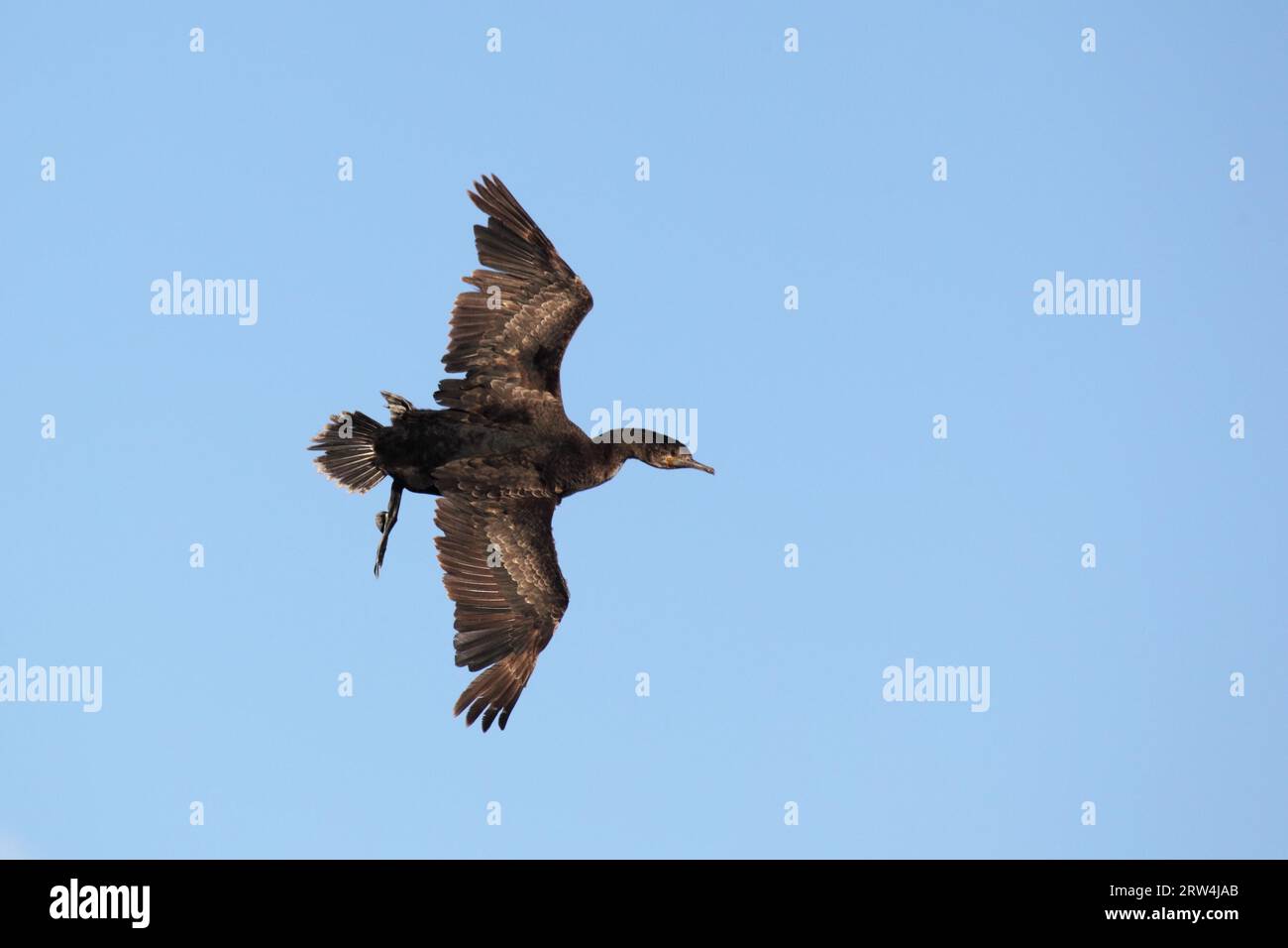 Cape Cormorant (Phalacrocorax capensis) in flight at Cape Point in ...