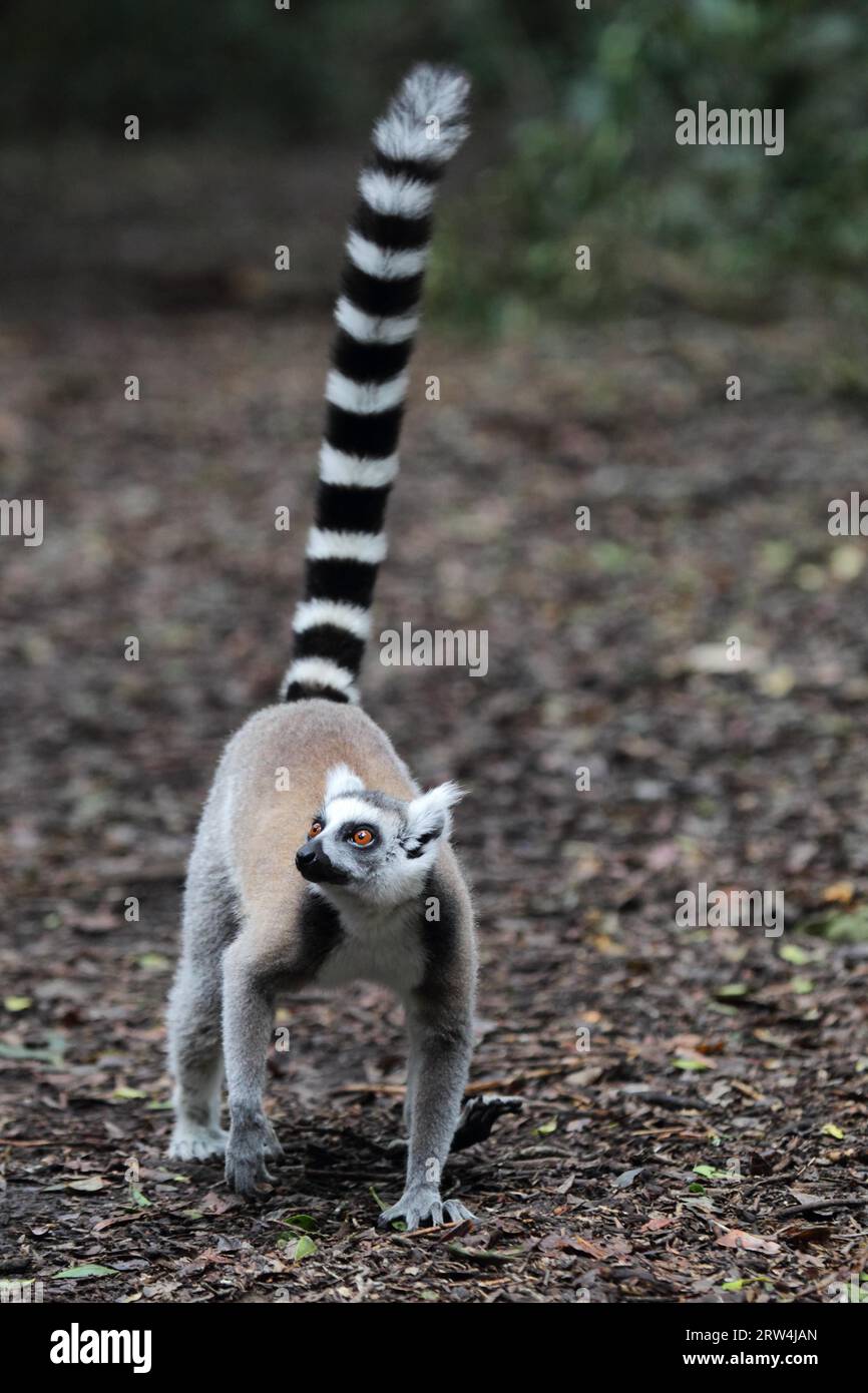Ring-tailed lemur (Lemur catta) running across the forest floor Stock ...