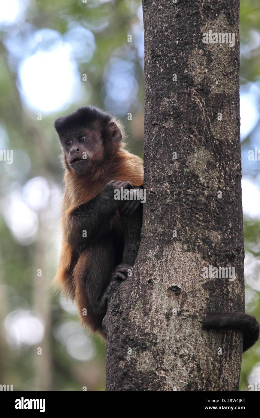 Tufted capuchin (Cebus apella) climbing a tree trunk Stock Photo - Alamy