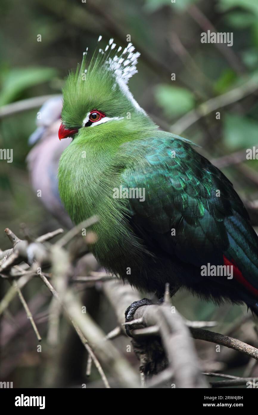 Long-crested Turaco (Tauraco livingstonii) sitting in a bush Stock ...