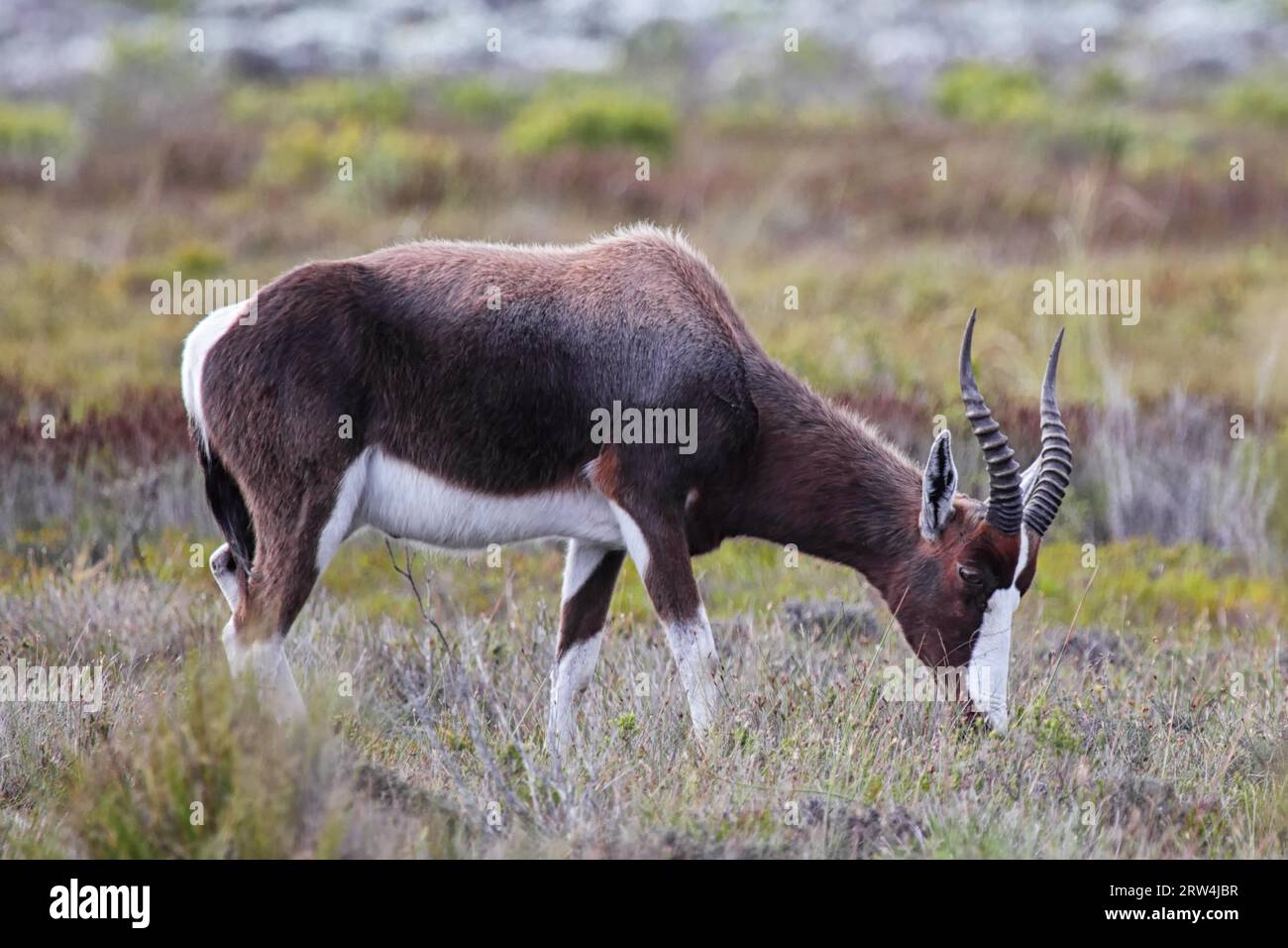 Bontebok (Damaliscus pygargus) in Table Mountain National Park on the ...