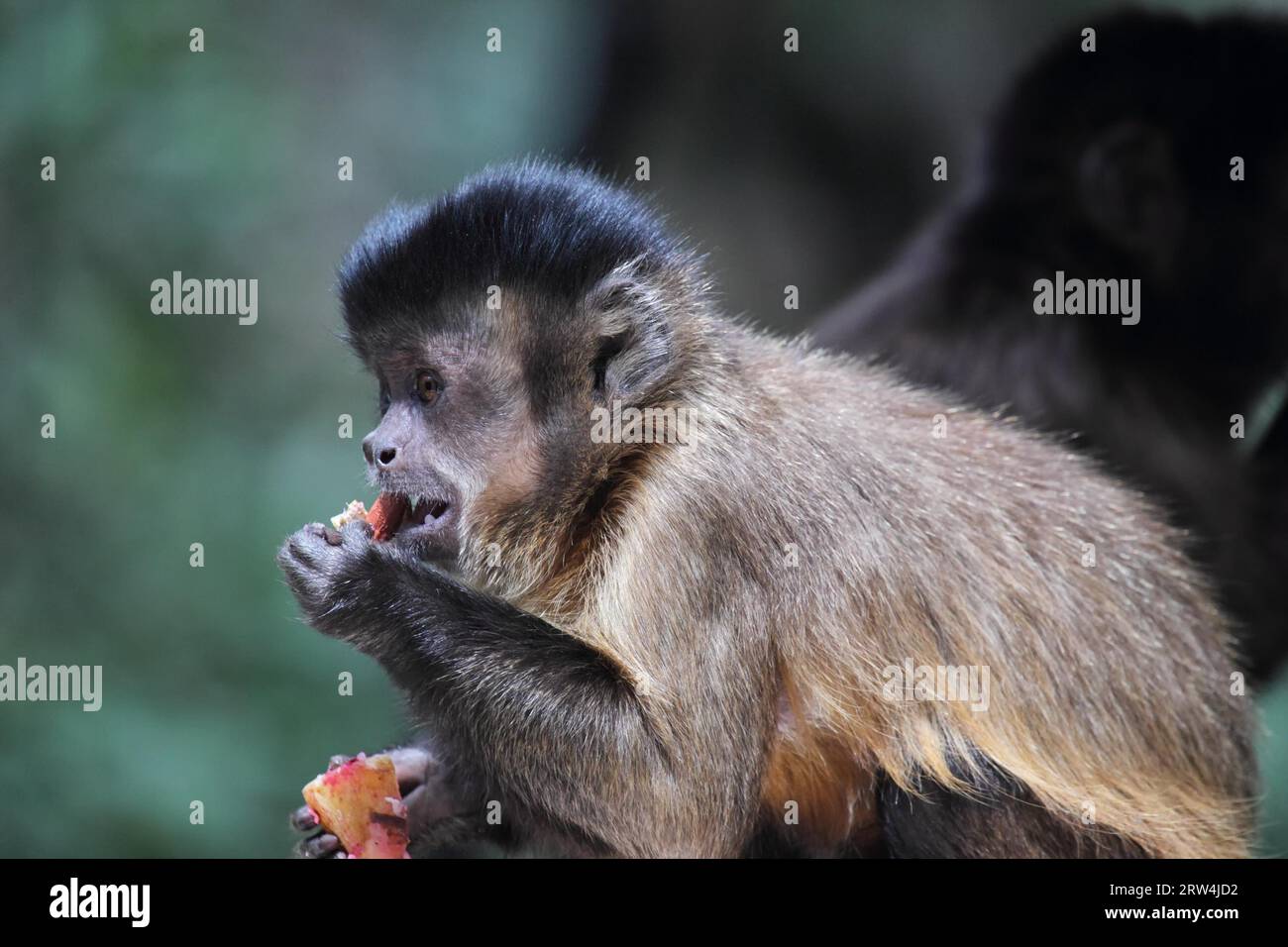 Tufted capuchin (Cebus apella) eats fruit Stock Photo - Alamy